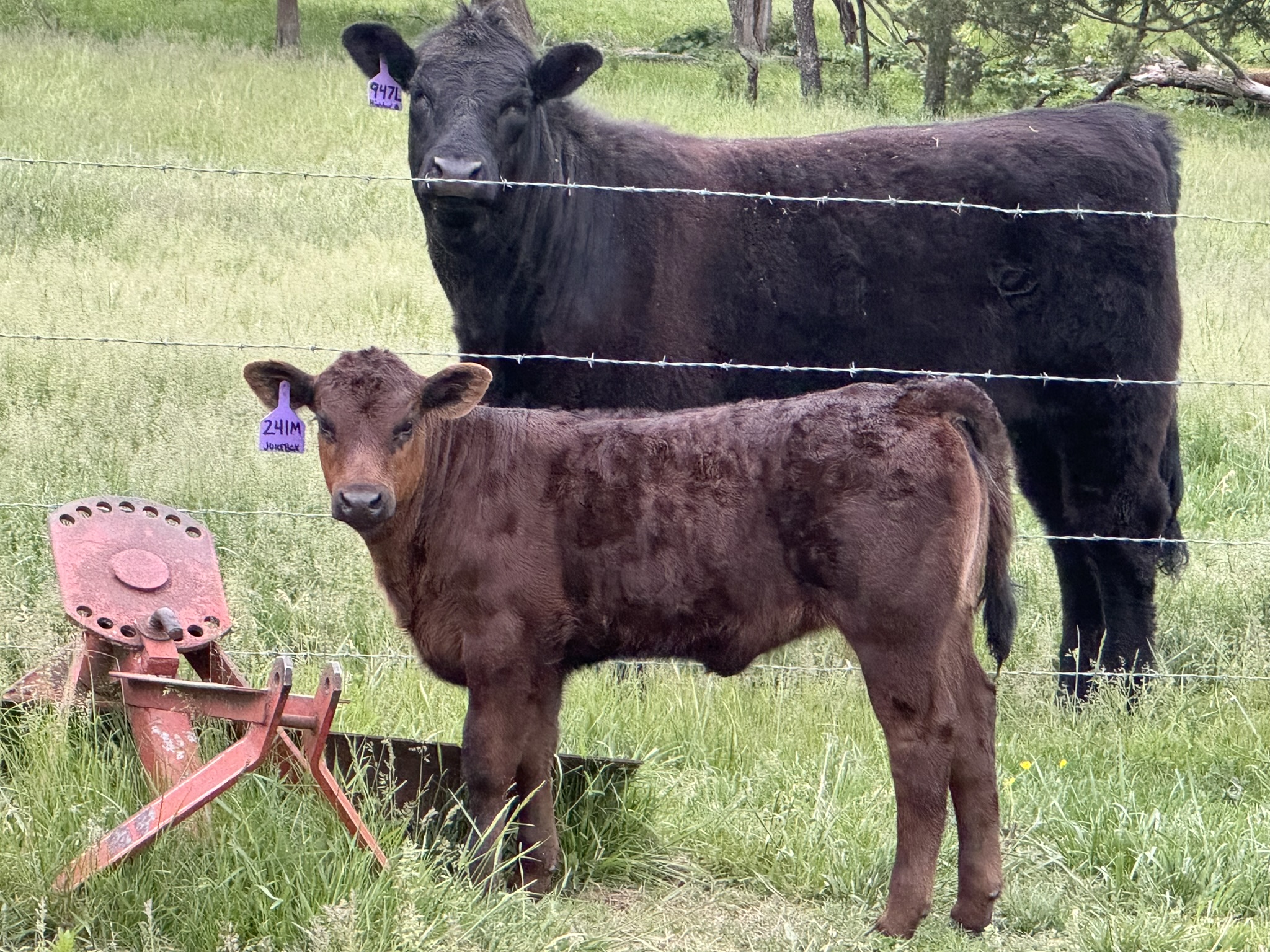 Registered vs Commercial Limousin Cattle – LAAN Limousin Cattle Ranch